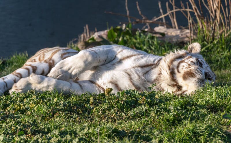 Close-up of a White Tiger Playing and Rubbing in the Grass Stock Image ...