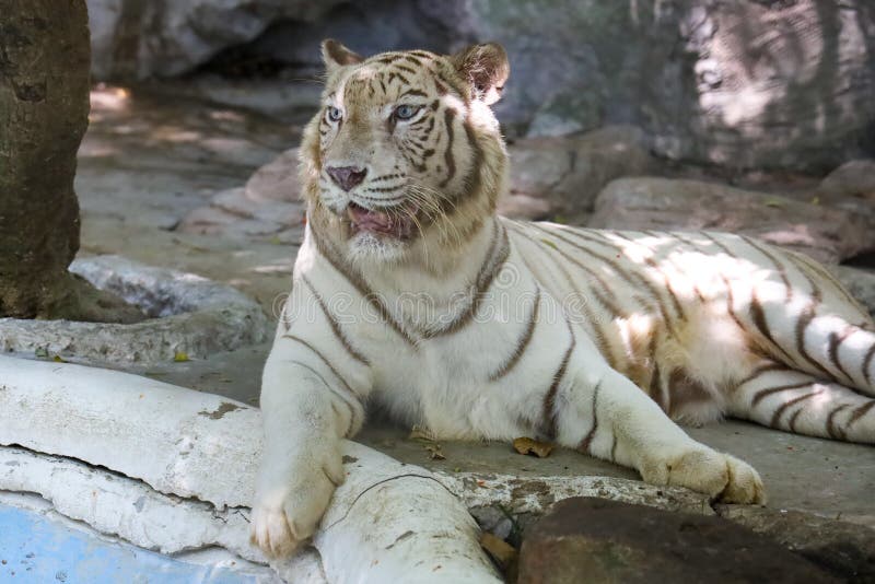 Close Up White Tiger is Sit Down and Rest on Floor Stock Photo - Image ...