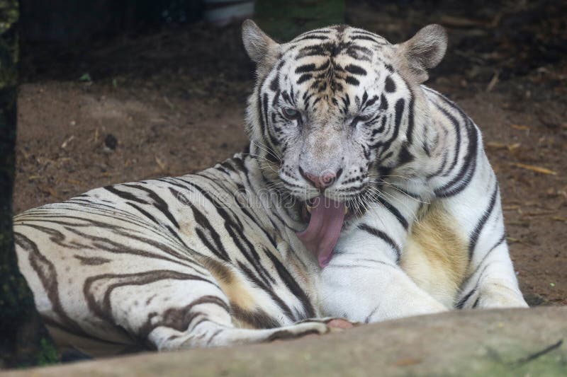 Close Up White Tiger is Sit Down and Rest on Floor Stock Image - Image ...