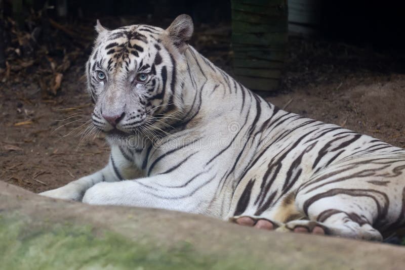 Close Up White Tiger is Sit Down and Rest on Floor Stock Image - Image ...