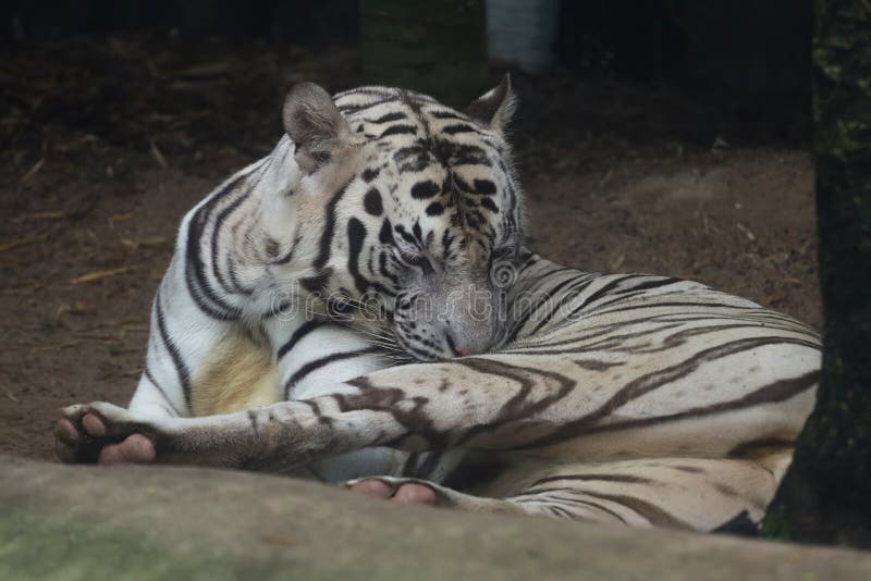 Close Up White Tiger is Sit Down and Rest on Floor Stock Photo - Image ...