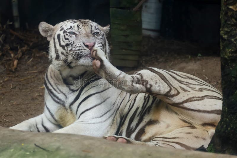 Close Up White Tiger is Sit Down and Rest on Floor Stock Photo - Image ...