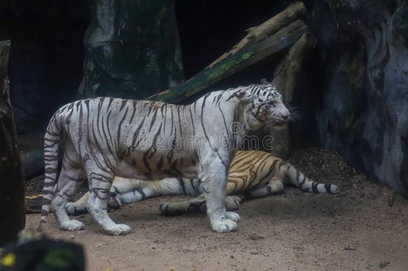 Close Up White Tiger is Stay in Rock Mountain Stock Image - Image of ...