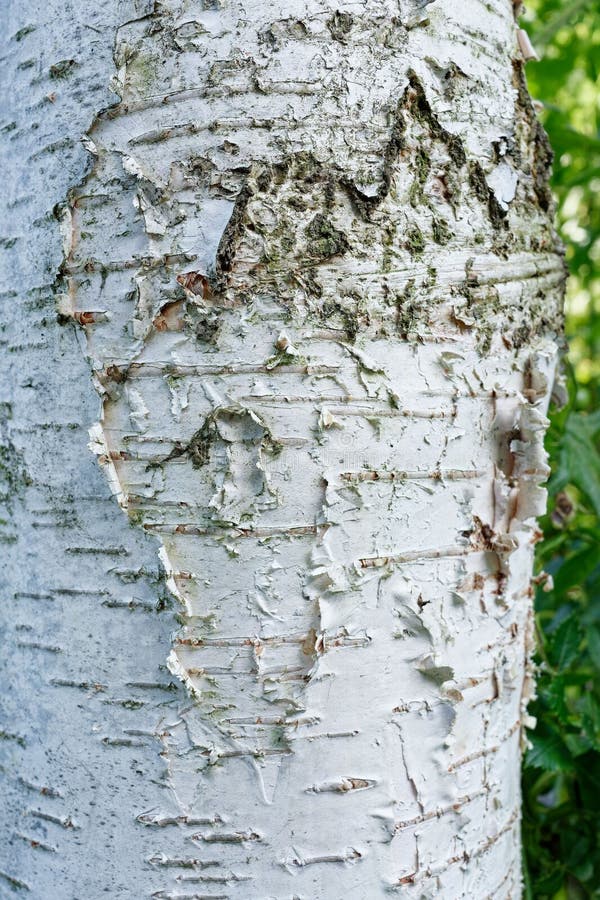 Tree Trunk with a Wooden Cross and Jesus Christ Crucifixion Stock Image ...
