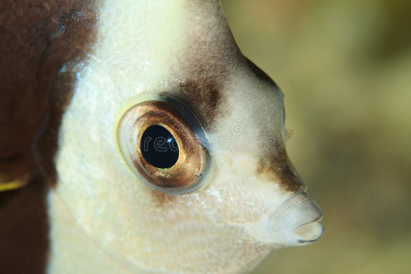 Close-up of a White Tropical Fish with Black Spots and a Large Eye ...