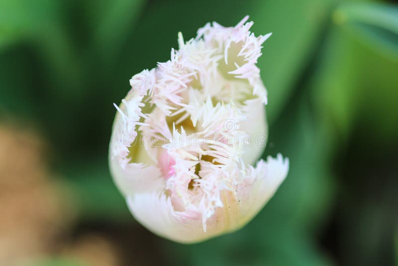 Close Up of a White Tulip with Crenelated Leaves. Stock Image - Image ...