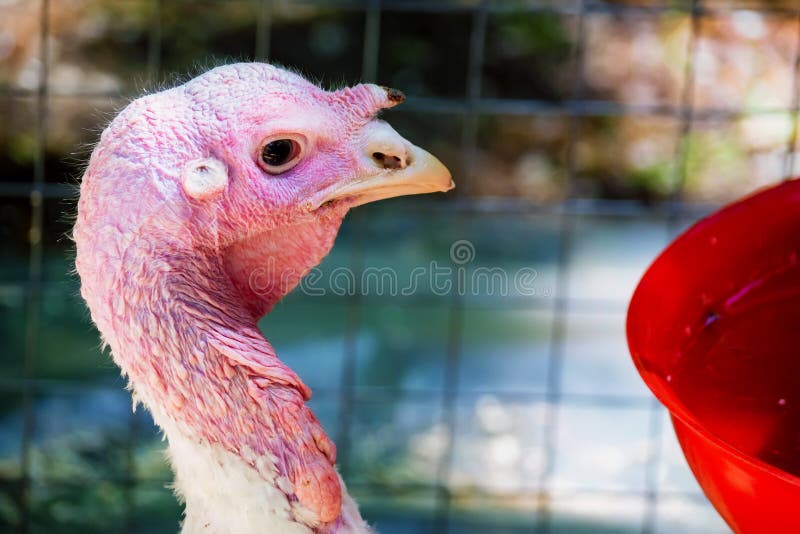 Close Up of a White Turkey`s Head Stock Photo - Image of meat, beak ...