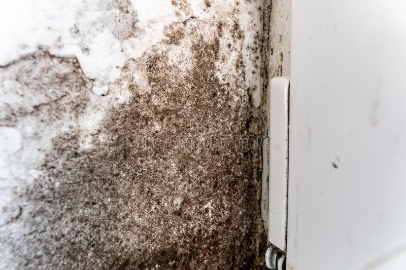 A Close-up of a White Wall with Dark Brown Mold Growth Near a White ...