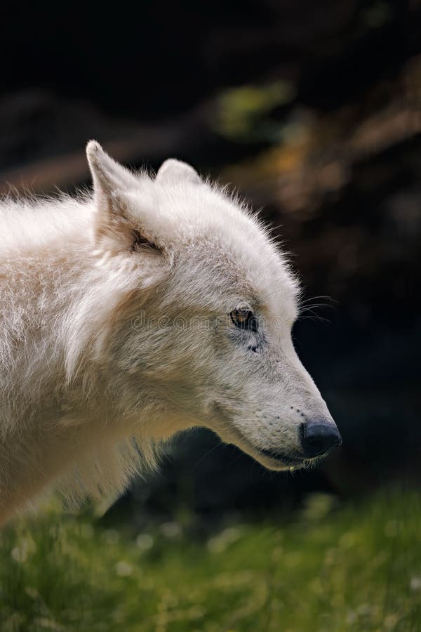 Close-up of a White Wolf in a Natural Setting. Stock Image - Image of ...