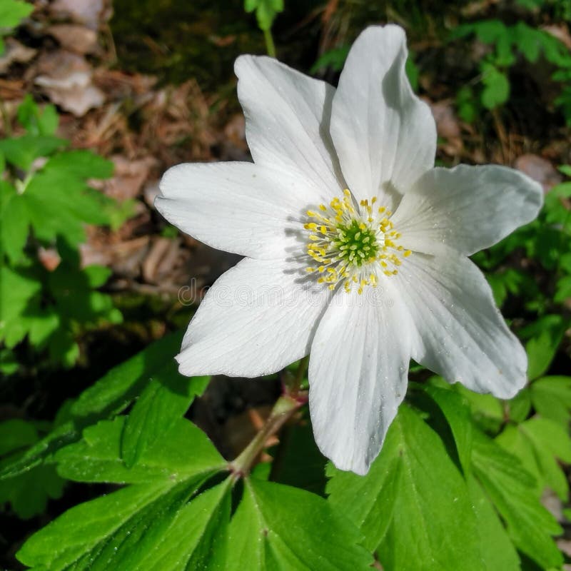 Close Up of White Wood Anemone in Spring Stock Image - Image of beauty ...