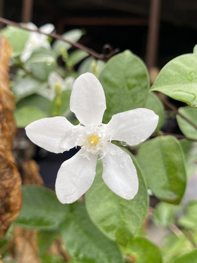 Close Up of White Wrightia Antidysenterica Flowers Stock Image - Image ...