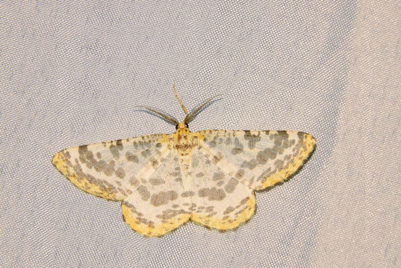 Geometridae moth stock image. Image of insects, spot - 251034677