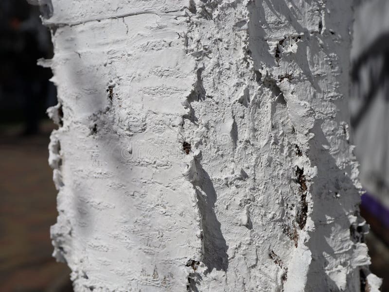 A Close-up of a Whitewashed Tree Trunk. Texture. Tree Whitewashing ...