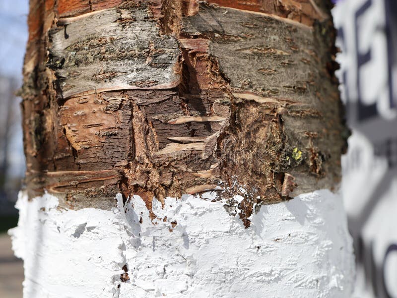 A Close-up of a Whitewashed Tree Trunk. Texture. Tree Whitewashing ...