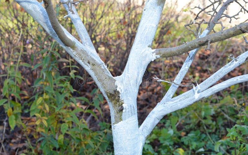 Close Up on Whitewashing Fruit Tree. Whitewashing Apple Tree Trunk ...