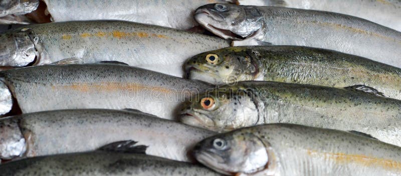 Whole fresh trout fish stock image. Image of eating - 149748941