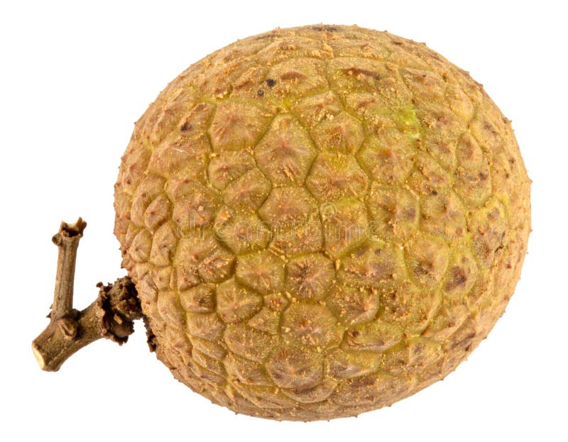 Longan Fruit Showing Its Textured Peel on Transparent Background Stock ...