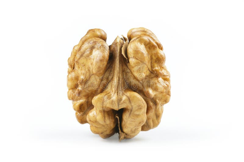 Whole Walnut Kernel Isolated on White Background. Walnut without Shell ...