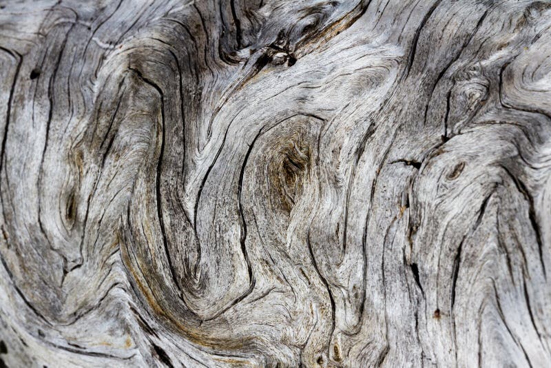 Old tree close up stock photo. Image of management, background - 134479230