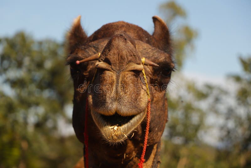 Camel Smiling. stock photo. Image of risk, challenges - 165633510