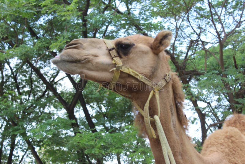 Camel Smiling stock photo. Image of expression, hump - 106998044