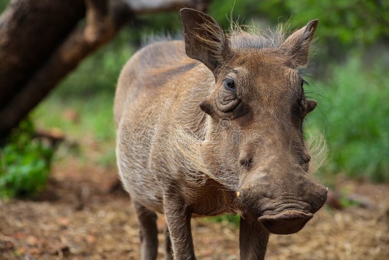 Close Up of a Wild African Warthog Stock Image - Image of meat ...