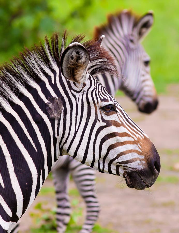 Close Up of a Wild African Zebra Stock Image - Image of open, zebra ...
