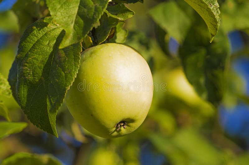 Close-up of Wild Apple Tree, Big Green Apple Fruit in August in Garden ...