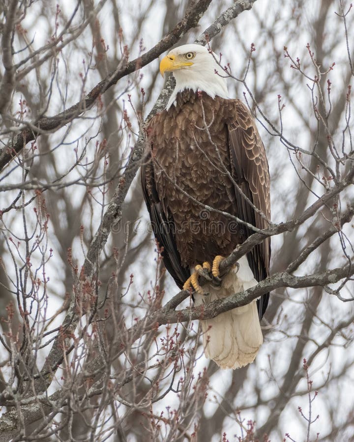 Close Up of Bald Eagle Flying Over Trees in Blue Sky Stock Image ...