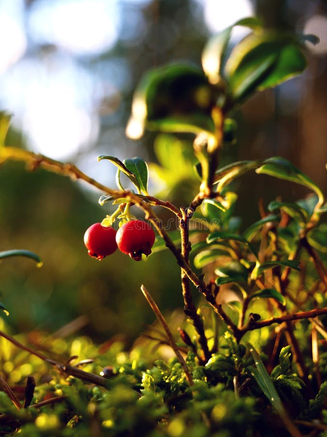 Wild berries stock image. Image of marigold, botanical - 102167633