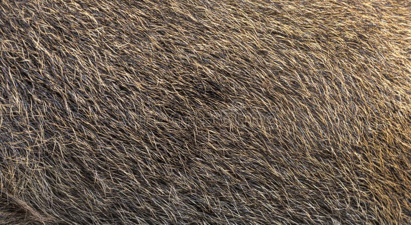 Close-up on Wild Boar Coat Fur Stock Image - Image of hairy, material ...