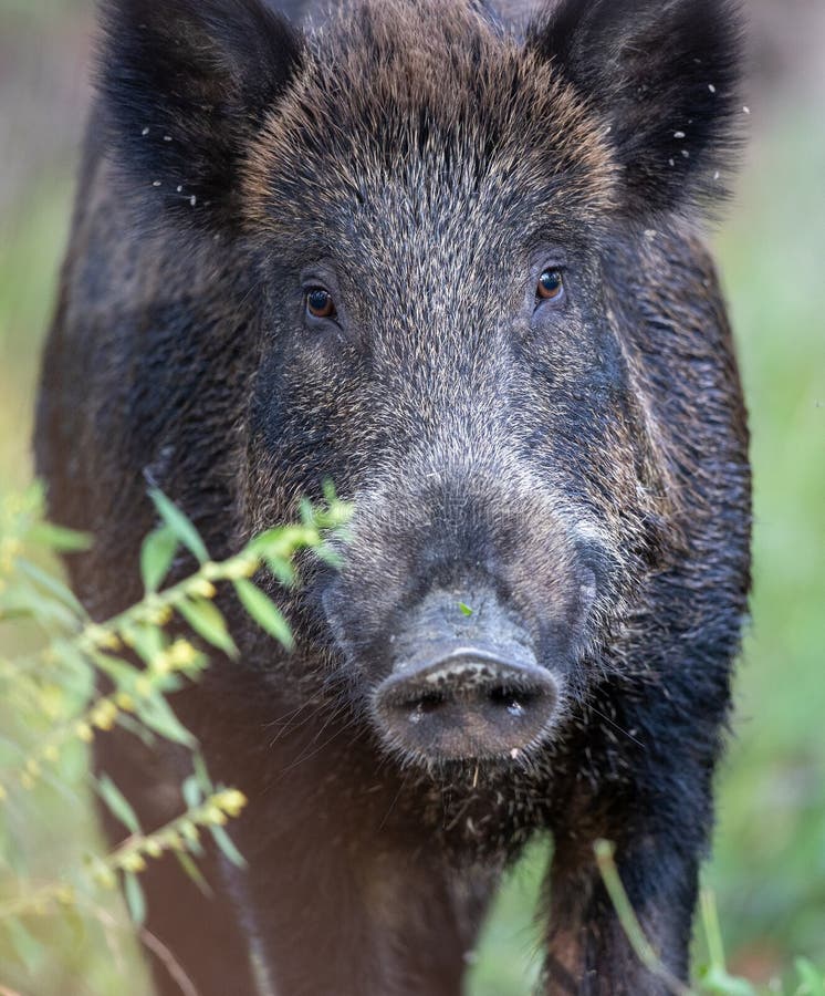 Close Up of Wild Boar Face in Forest Stock Image - Image of bristles ...