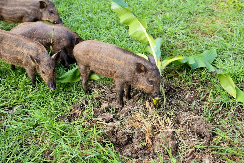 Wild boar piglets stock photo. Image of offspring, nature - 102337064