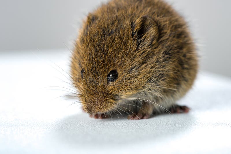 Close Up on Wild Brown Field Mouse, Side View Stock Image - Image of ...