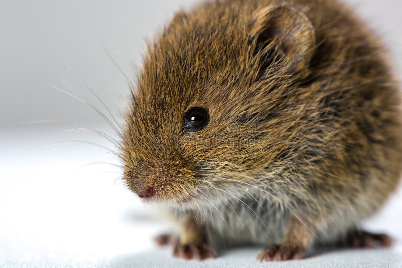 Close Up on Brown Field Mouse Isolated on White Stock Image - Image of ...