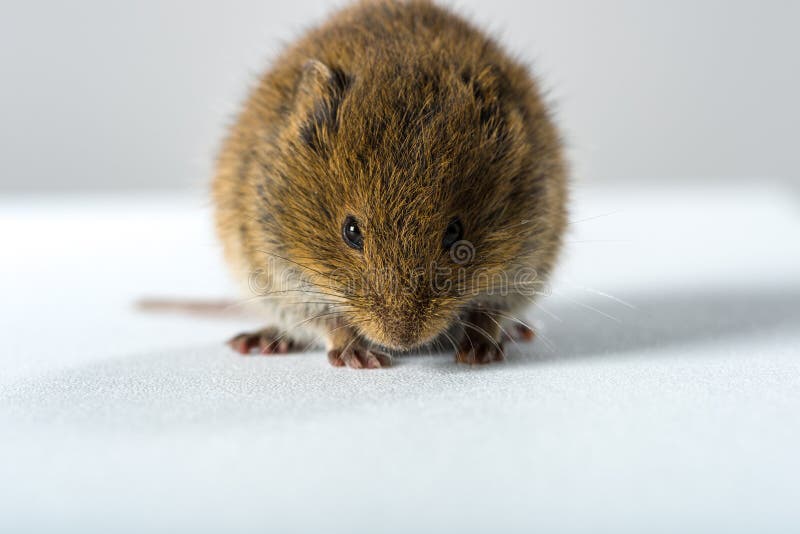 Close Up On Brown Field Mouse Isolated On White Stock Image - Image of ...