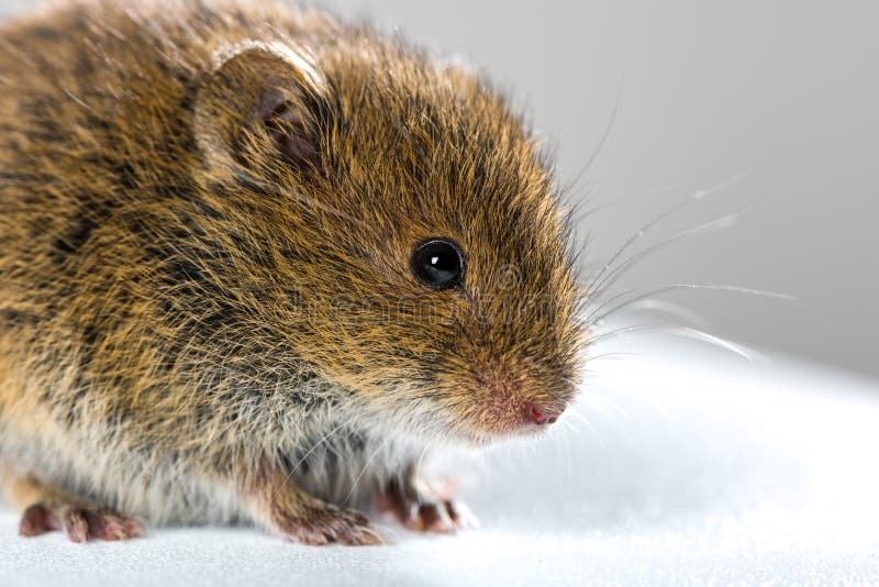 Close Up on Brown Field Mouse Isolated on White Stock Image - Image of ...
