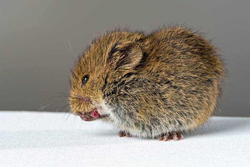 Close Up on Brown Field Mouse Isolated on White Stock Image - Image of ...