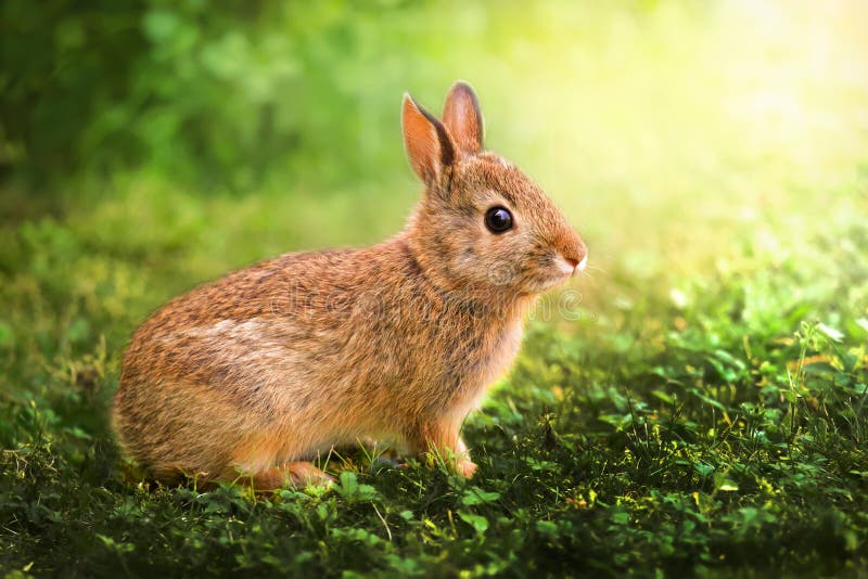 Wild bunny in the meadow stock photo. Image of beautiful - 116453368