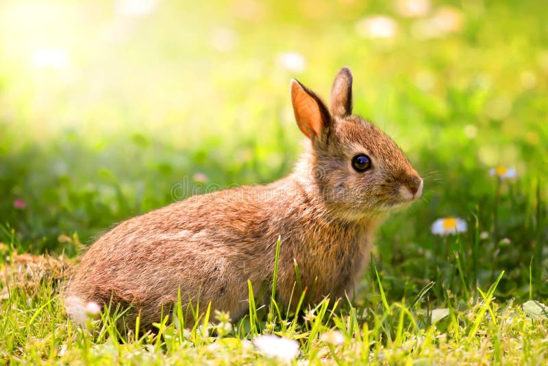 Wild Bunny Feeds on Local Grasses Cute Rabbit Stock Photo - Image of ...