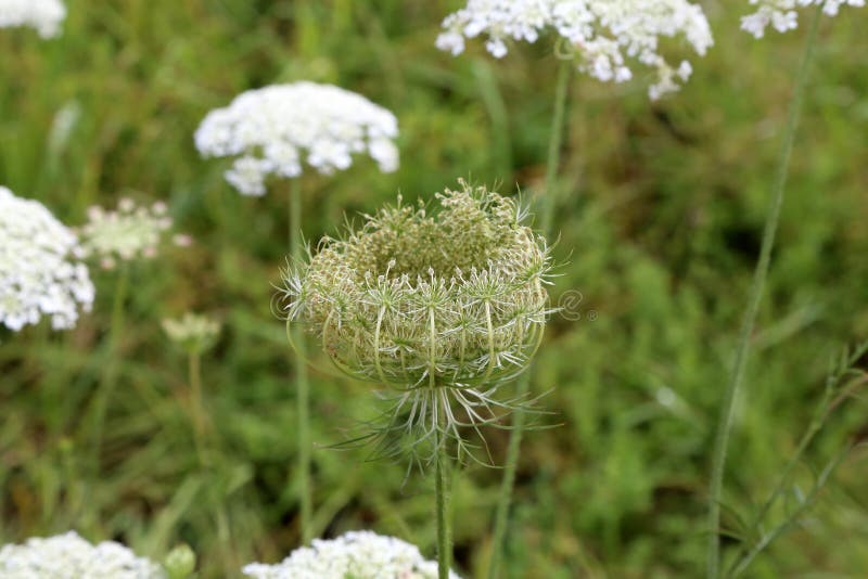 Close-up of a Wild Carrot Growing between Grass Stock Photo - Image of ...