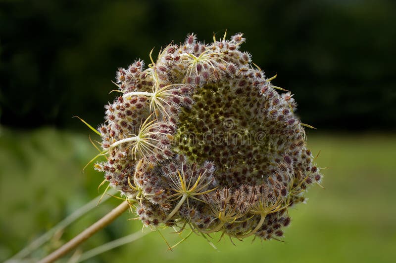 Close-up of a Wild Carrot Seed Head Stock Photo - Image of soft ...
