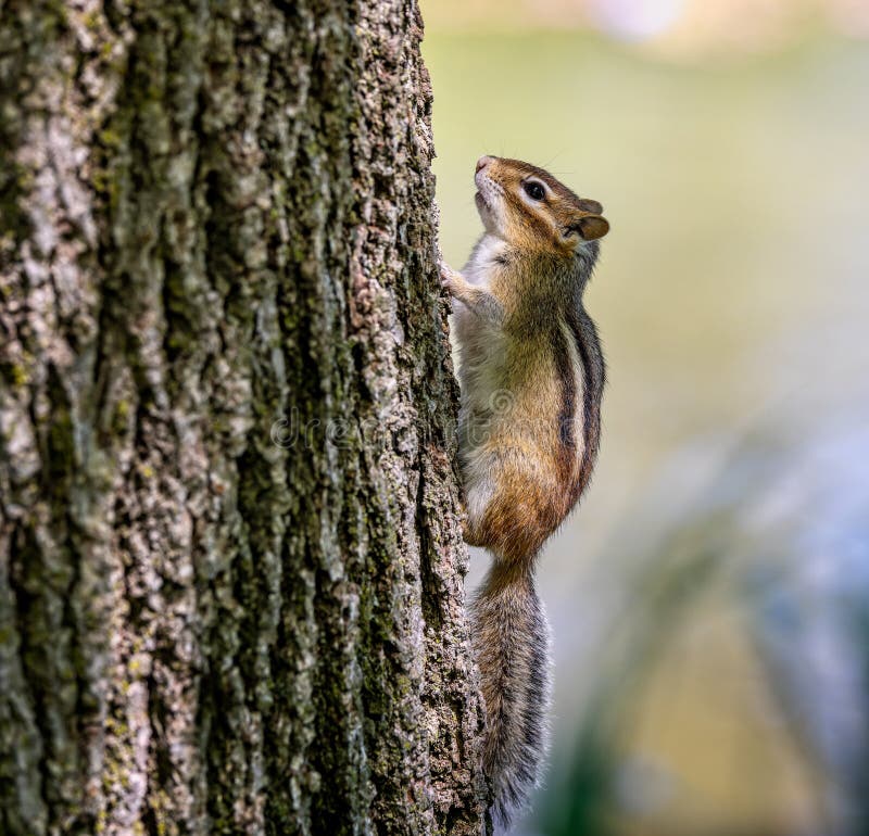 Close Up of a Wild Chipmunk Climbing a Tree Stock Image - Image of ...