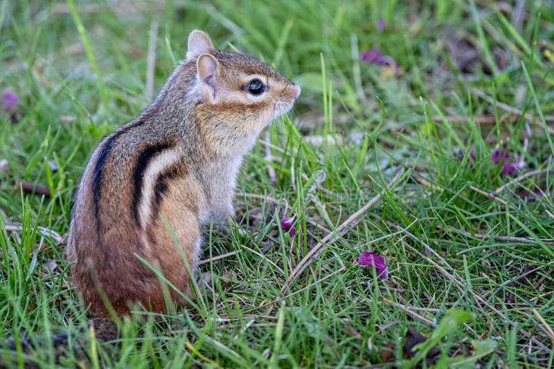 Close Up of a Wild Chipmunk on Grass in an Alert Pose Stock Image ...