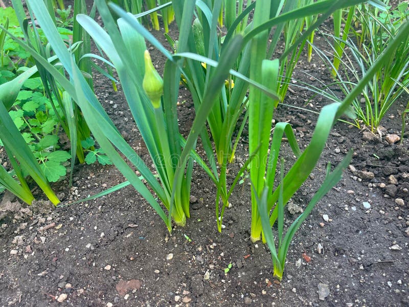 Closeup of Wild Daffodil Plants Growing from Soil Stock Photo - Image ...