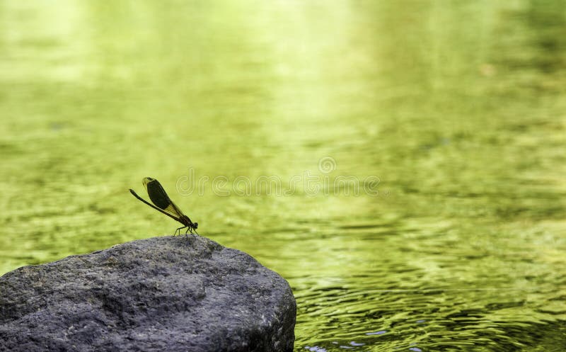 The Wild Dragonfly Rest on the Rock of River Stock Image - Image of ...