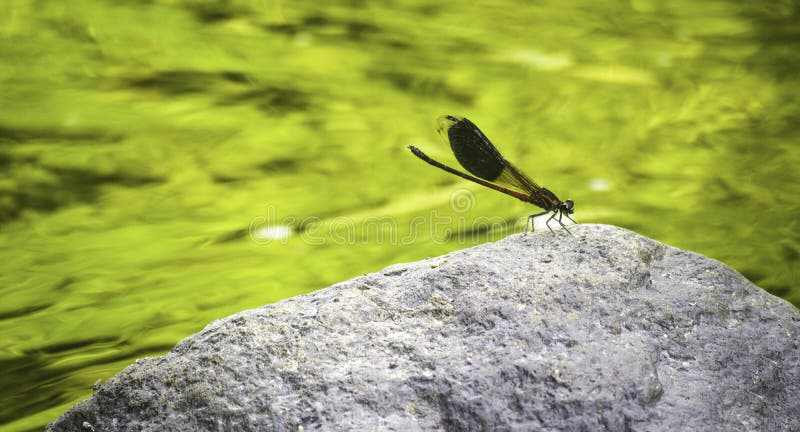 The Wild Dragonfly Rest on the Rock of River Stock Photo - Image of ...