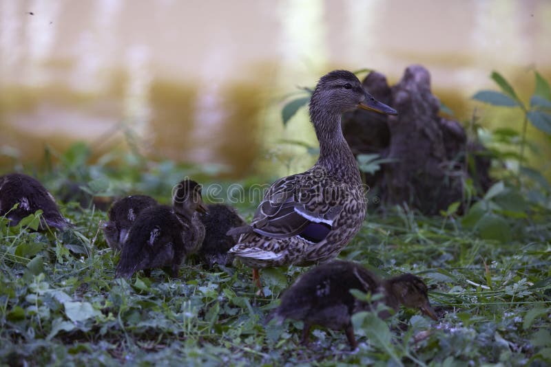 Close Up with a Wild Duck with Chicks Next To Her Stock Photo - Image ...
