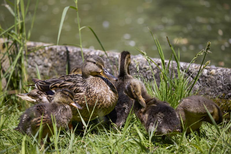 Close Up with a Wild Duck with Chicks Next To Her Stock Image - Image ...
