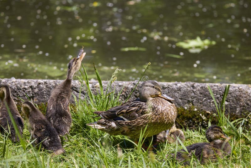 Close Up with a Wild Duck with Chicks Next To Her Stock Photo - Image ...